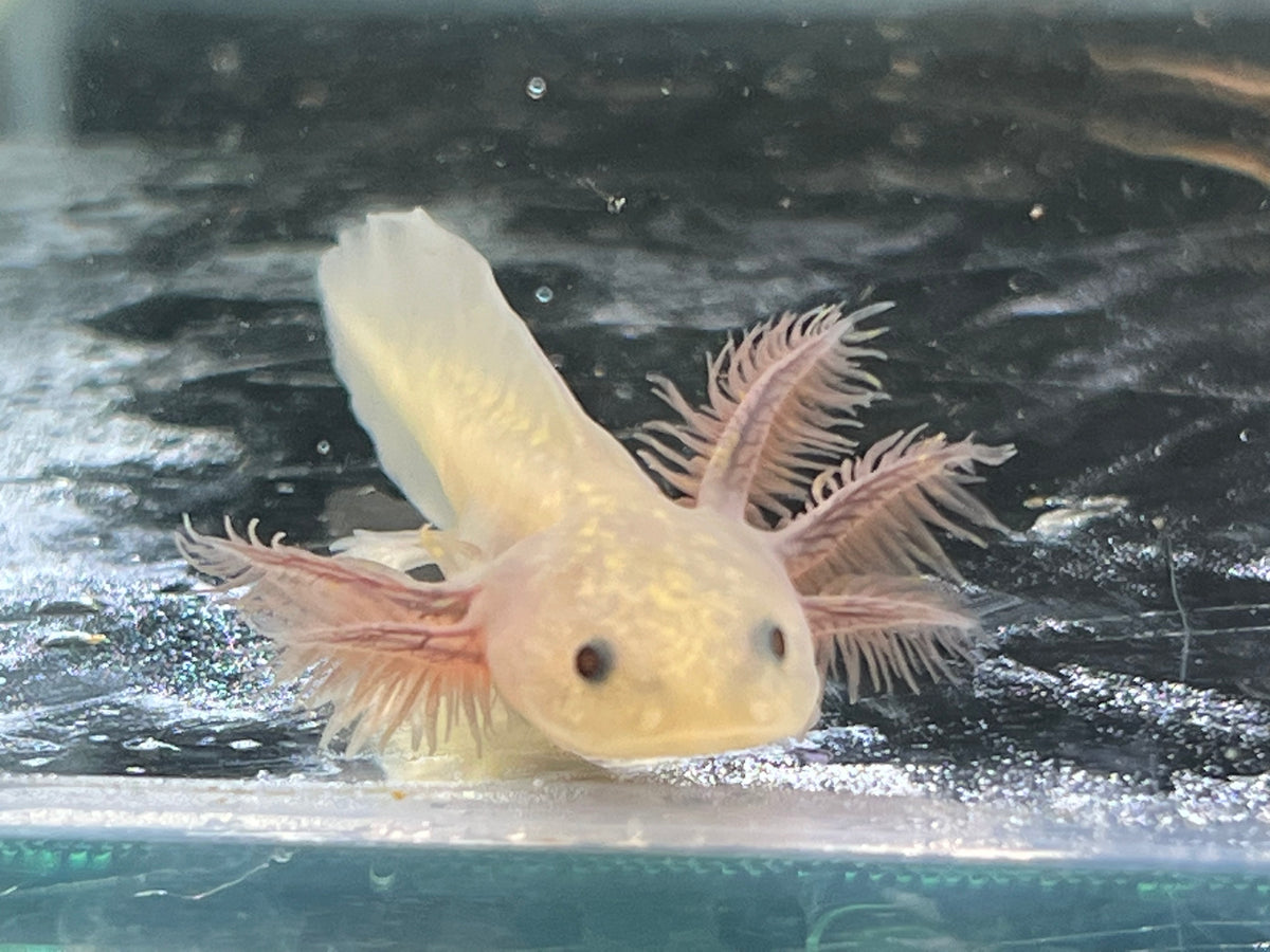 Hypo Copper Melanoid – Nina's Axolotl Nursery