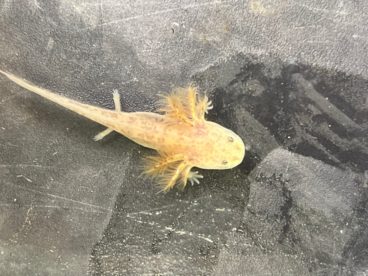 Light Copper – Nina's Axolotl Nursery