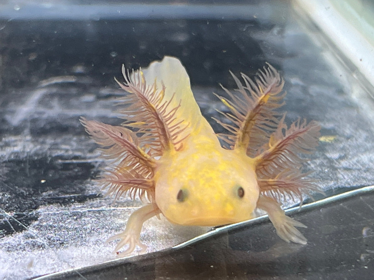 Hypo Copper Melanoid – Nina's Axolotl Nursery