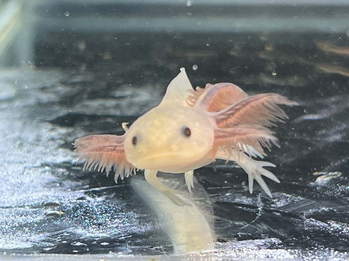 Hypo Copper Melanoid – Nina's Axolotl Nursery