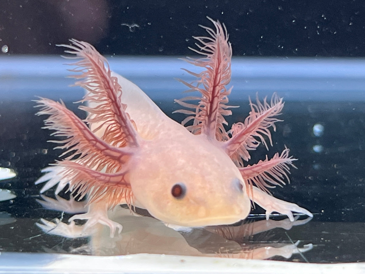 Copper Melanoid Axanthic – Nina's Axolotl Nursery