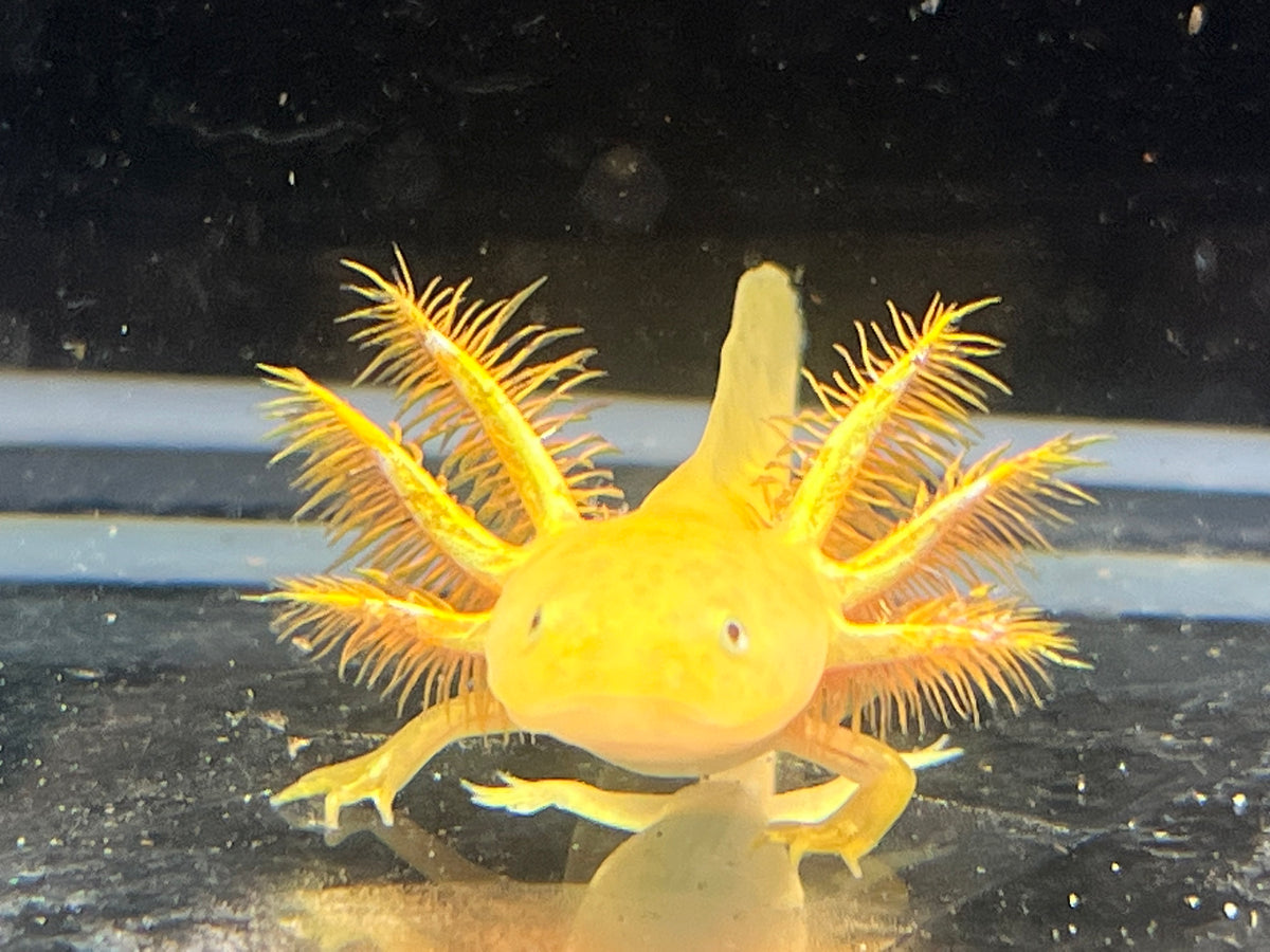 Hypo Copper – Nina's Axolotl Nursery