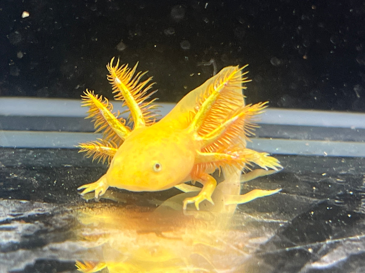 Hypo Copper – Nina's Axolotl Nursery