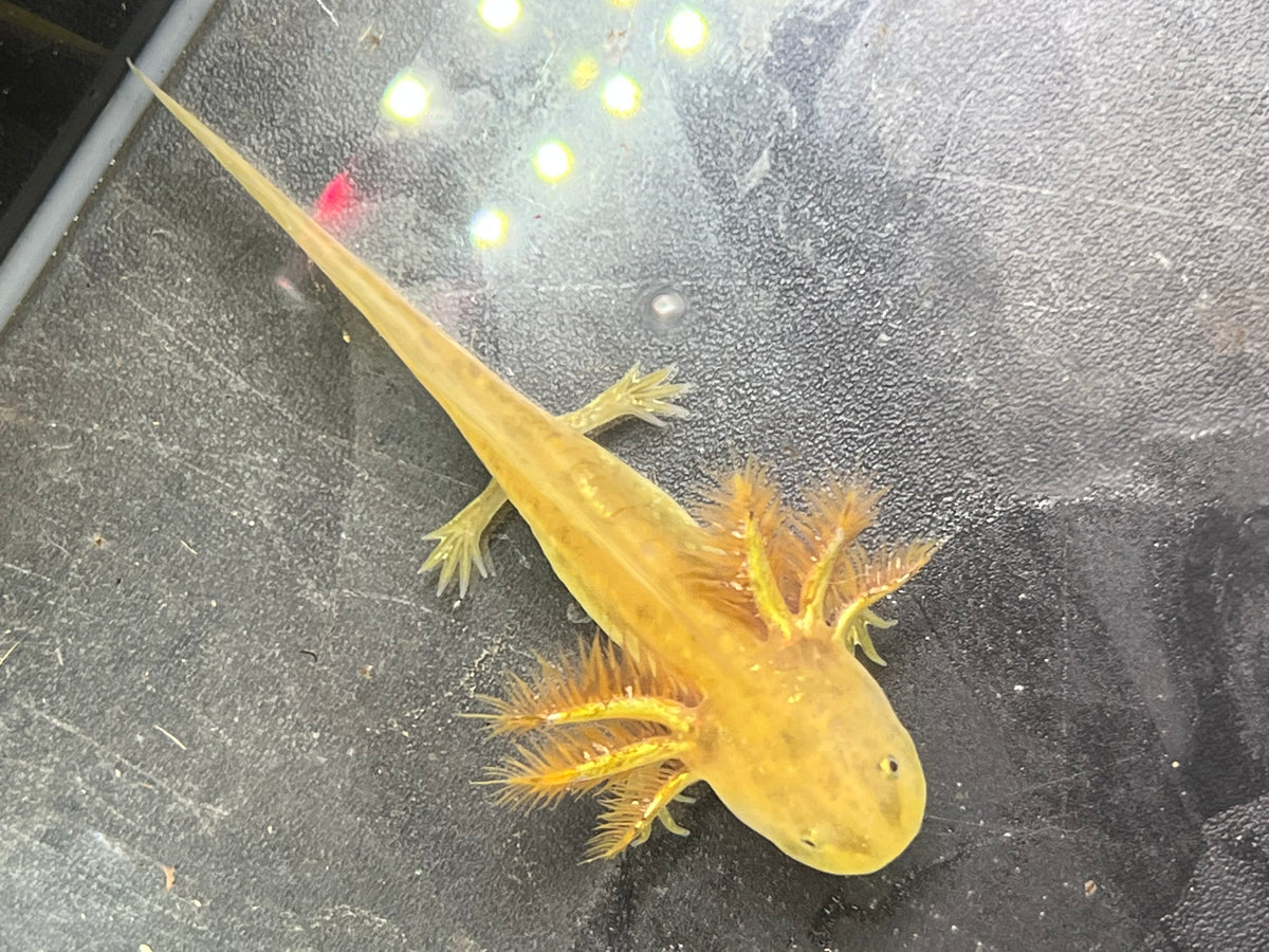 Hypo Copper – Nina's Axolotl Nursery