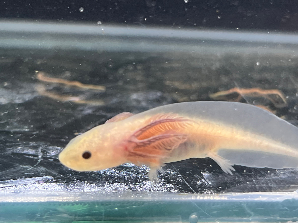 Hypo Copper Melanoid – Nina's Axolotl Nursery