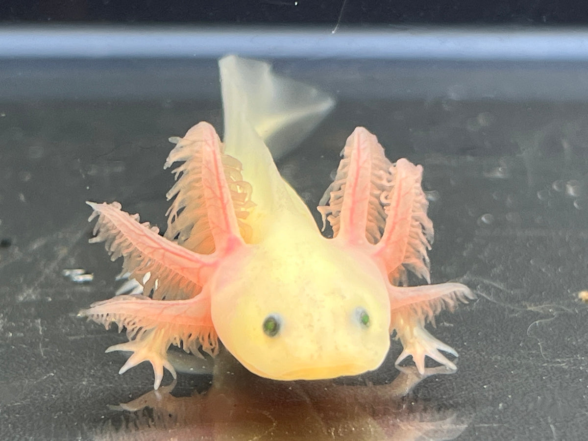 GFP Leucistic – Nina's Axolotl Nursery