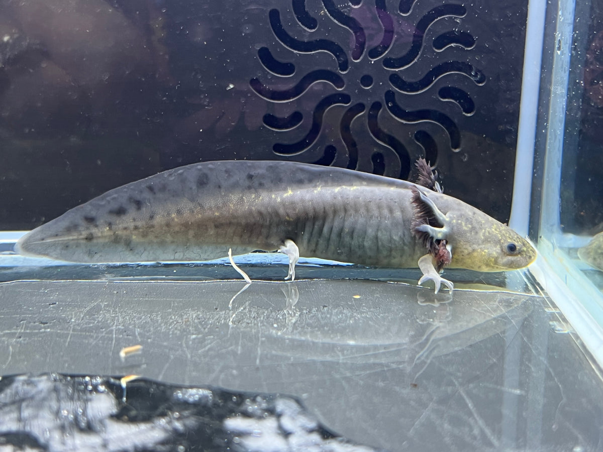 Melanoid – Nina's Axolotl Nursery