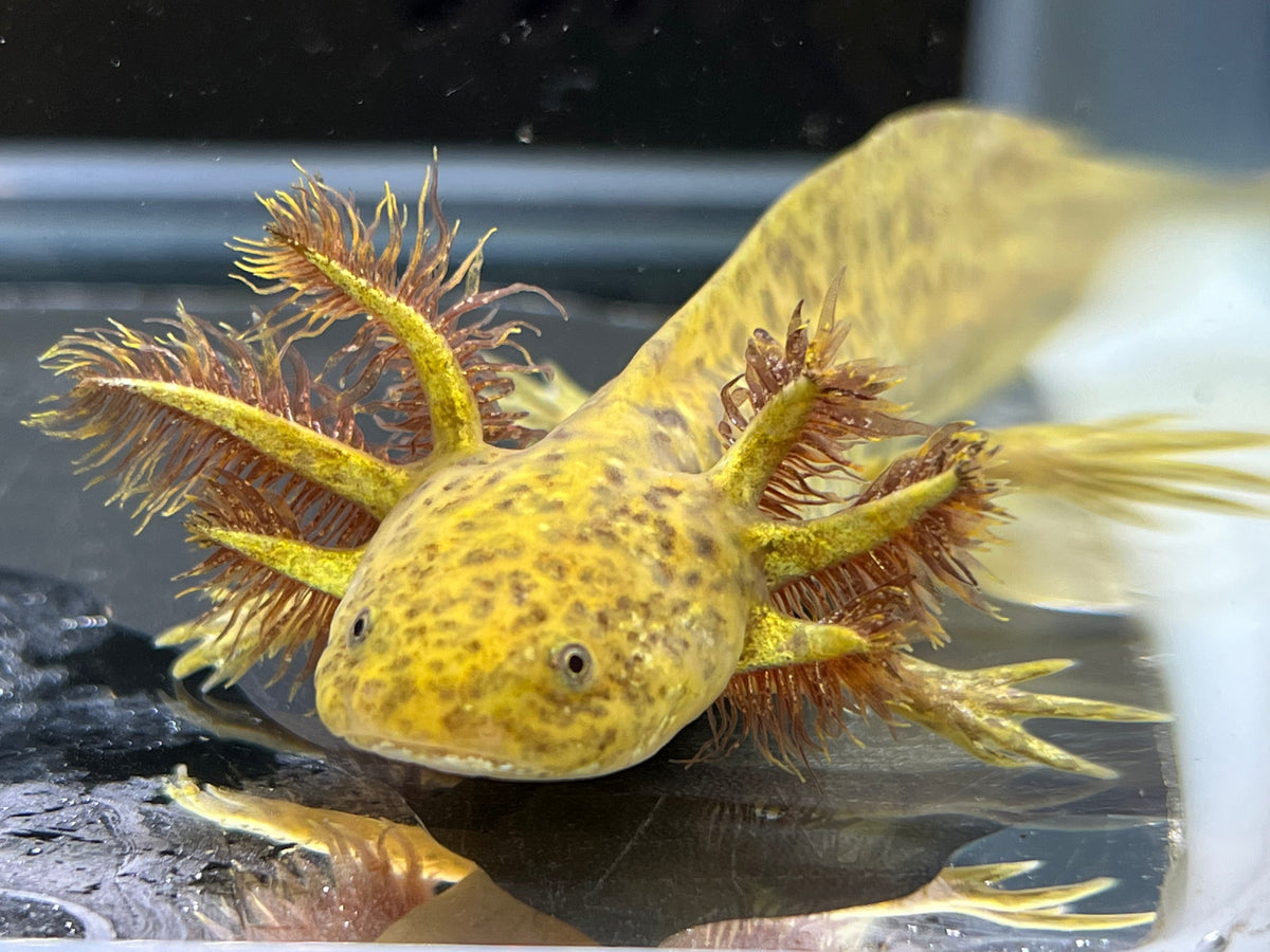 Copper – Nina's Axolotl Nursery