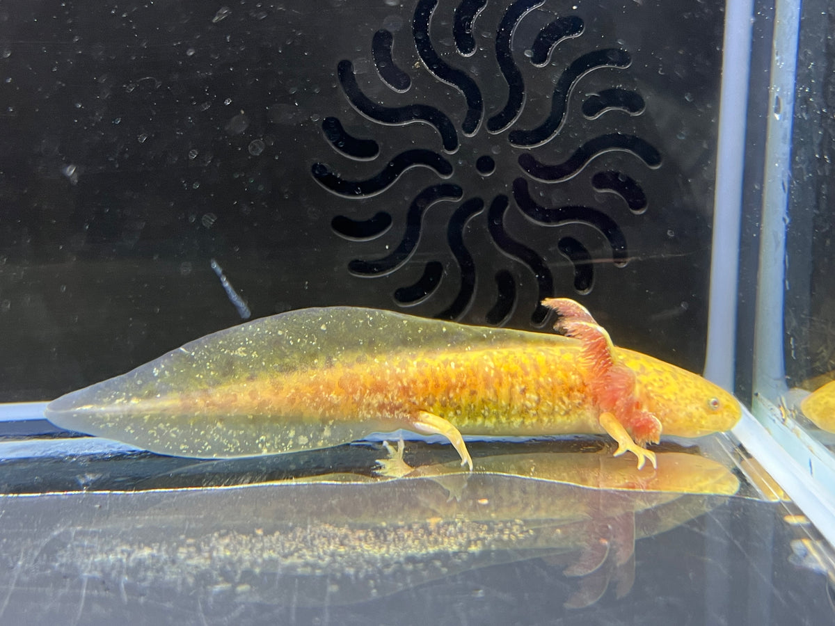 Copper – Nina's Axolotl Nursery