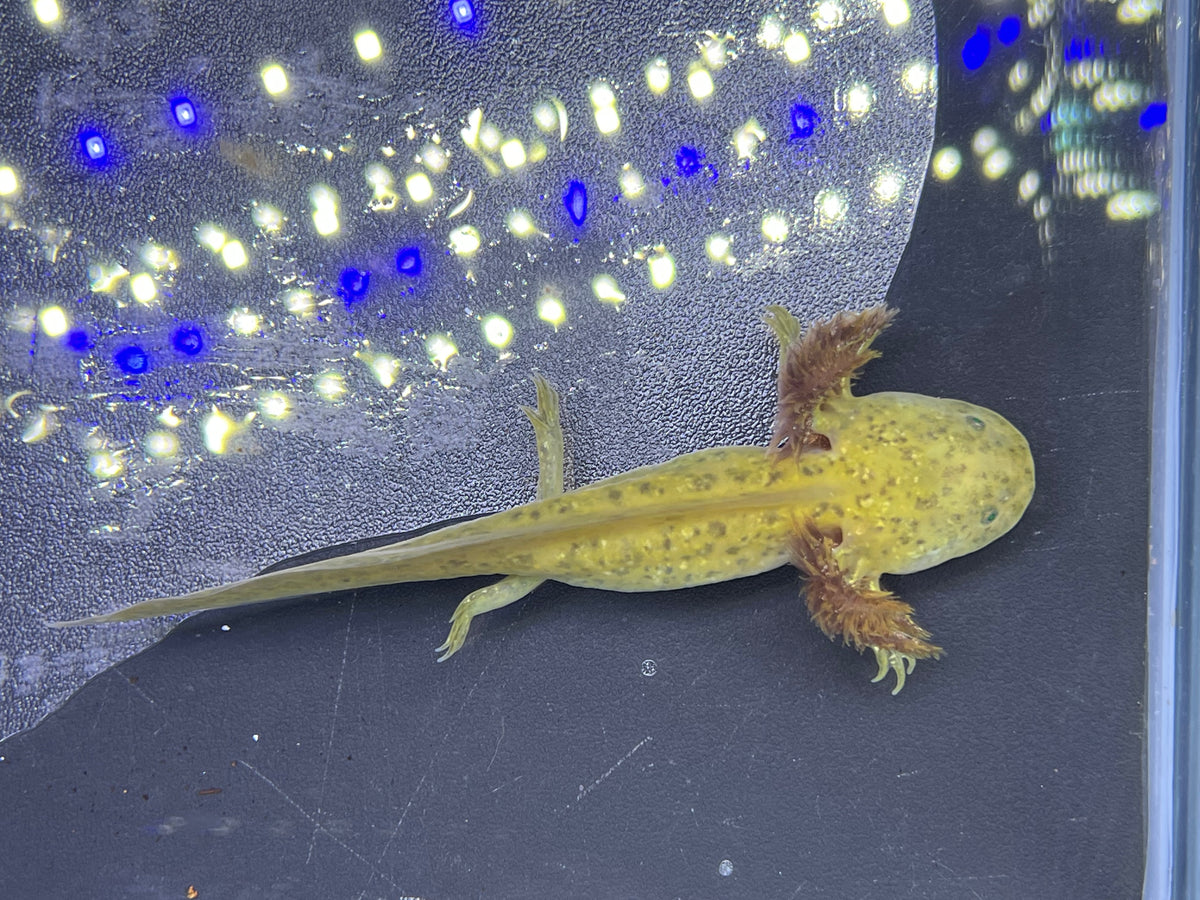 GFP Copper Axolotl - Nina's Axolotl Nursery