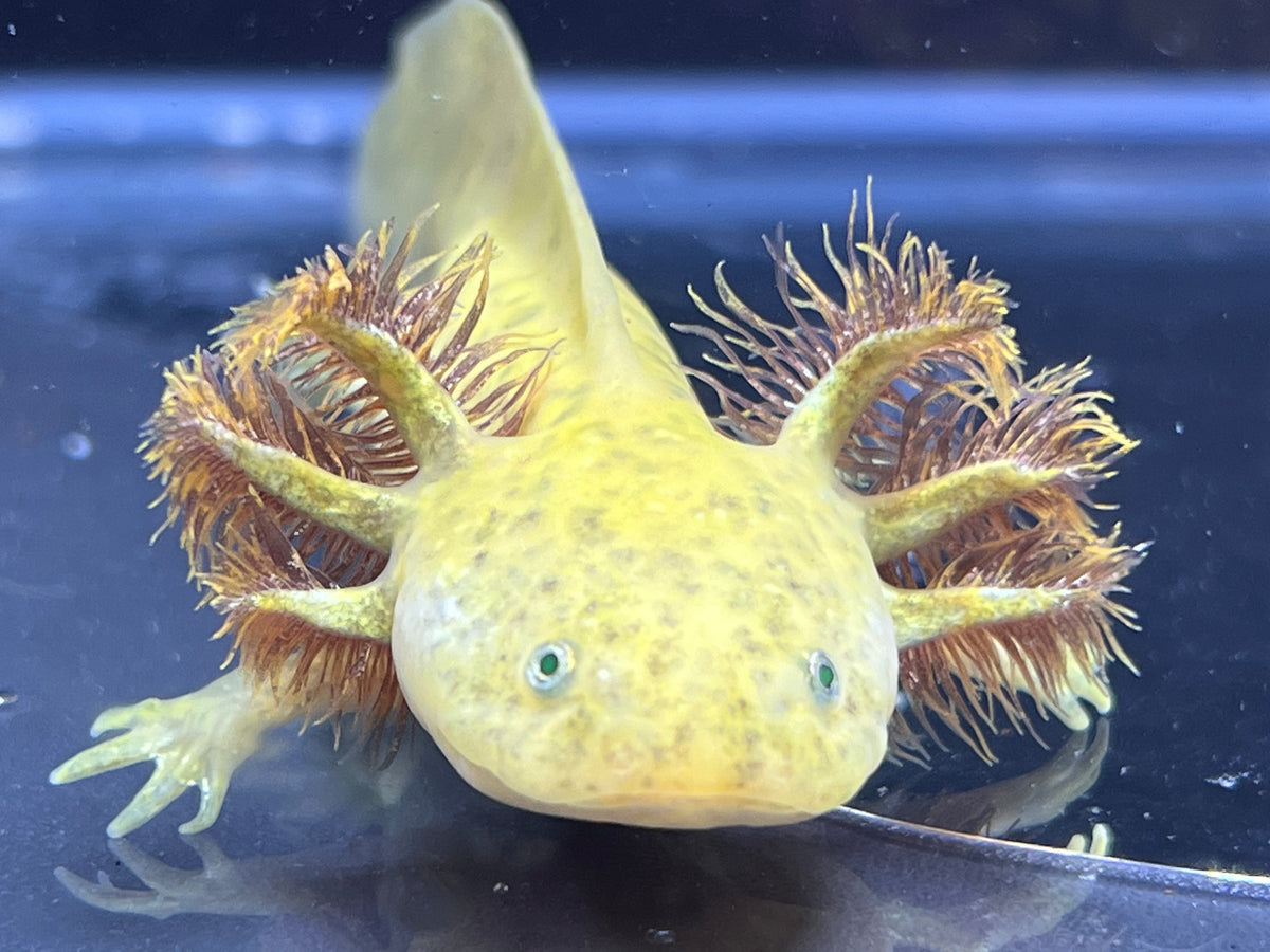 GFP Copper Axolotl - Nina's Axolotl Nursery
