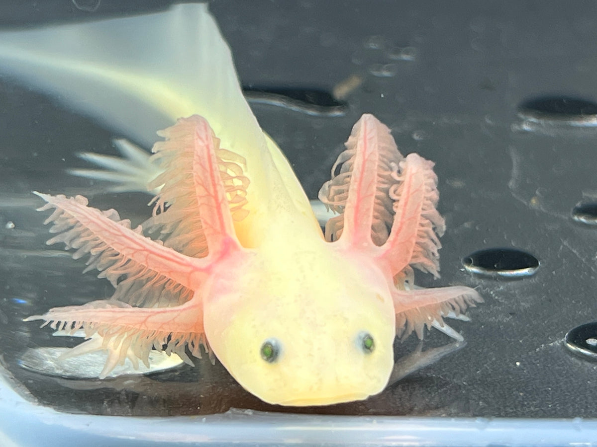 GFP Leucistic – Nina's Axolotl Nursery
