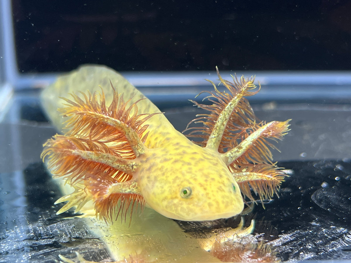 GFP Copper – Nina's Axolotl Nursery