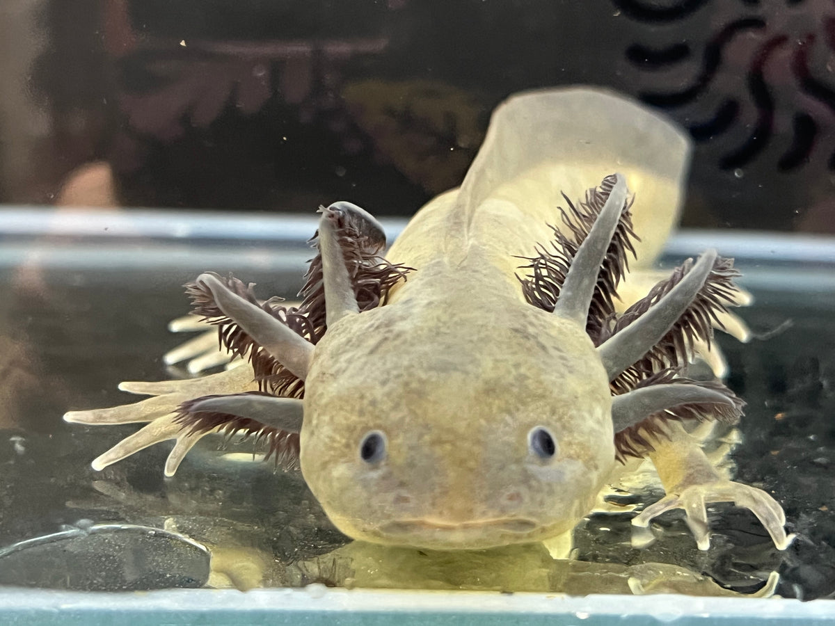 GFP Melanoid low grade mosaic - Nina's Axolotl Nursery