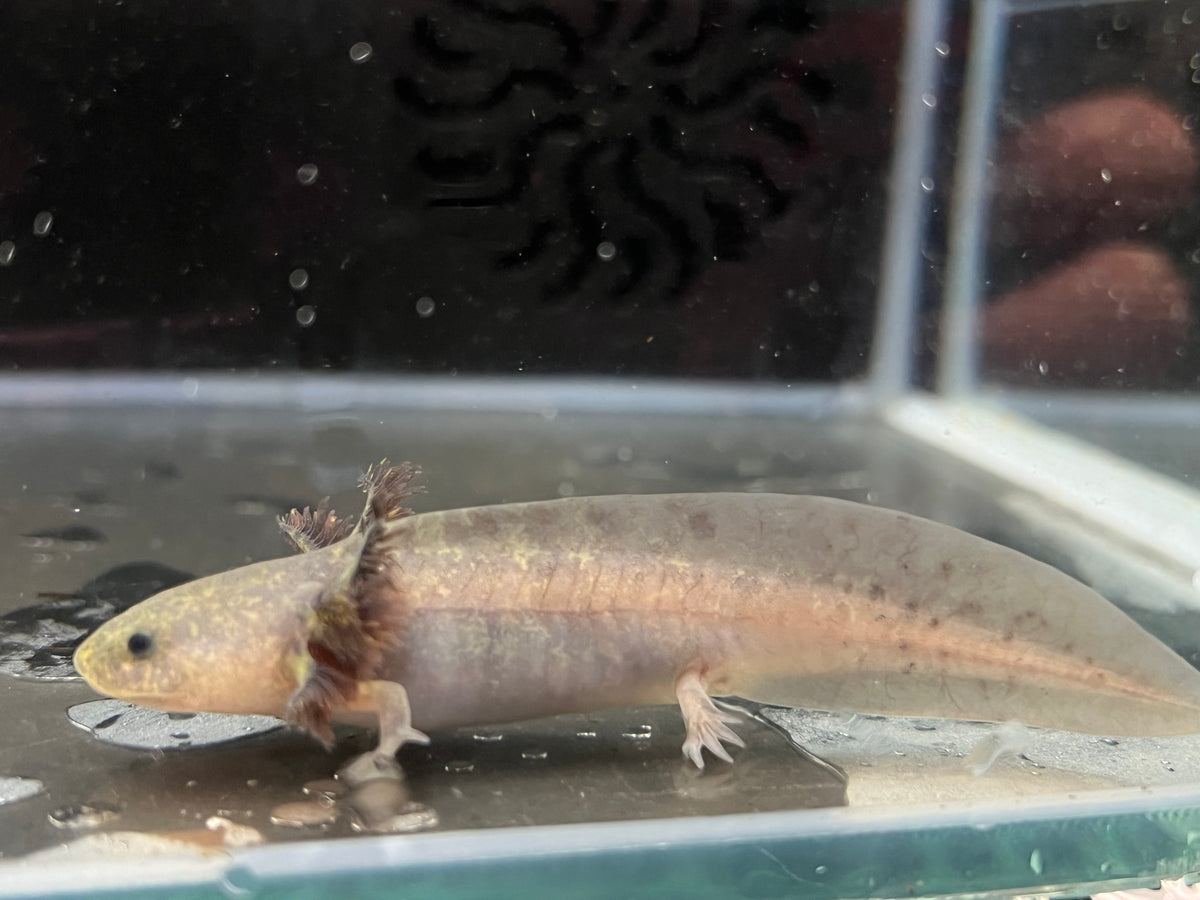Melanoid Axolotl Juvie - Nina's Axolotl Nursery