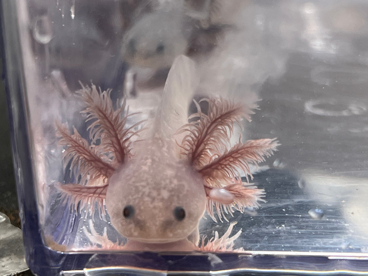 Angel - Nina's Axolotl Nursery