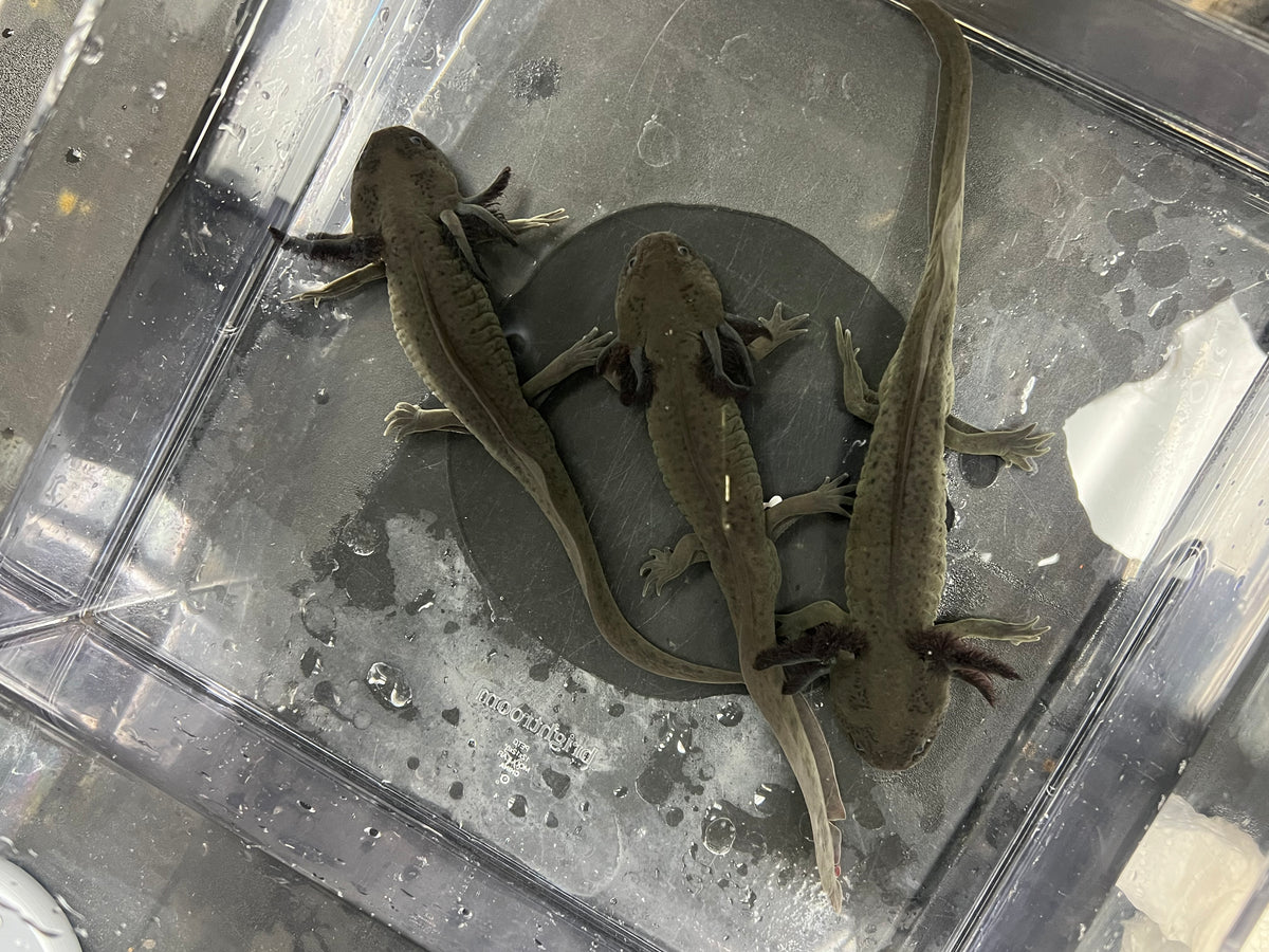 Angel - Nina's Axolotl Nursery