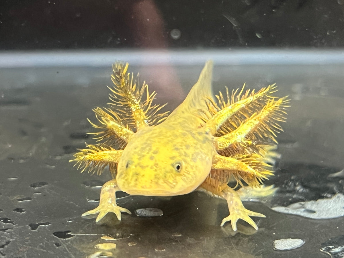 Wild Axolotl Juvie - Nina's Axolotl Nursery