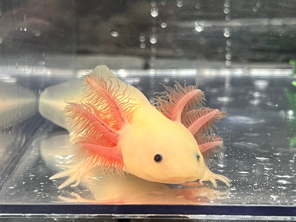 Dwarf Leucistic Axolotl - Nina's Axolotl Nursery