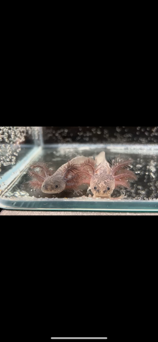 Axanthic Axolotl Juvie - Nina's Axolotl Nursery