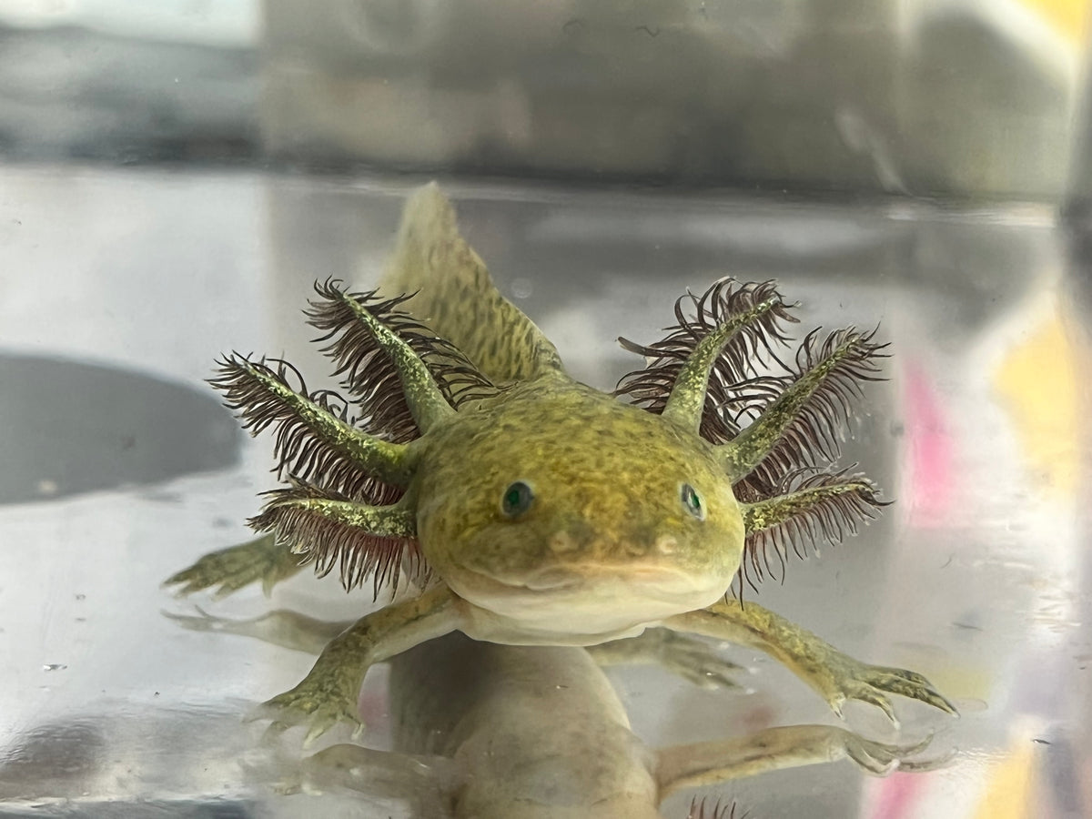 GFP Wild Type Axolotl - Nina's Axolotl Nursery