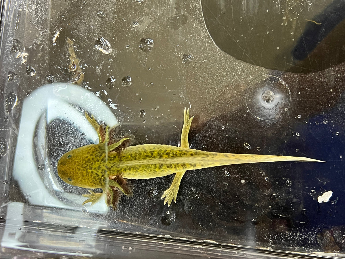 GFP Wild Type Axolotl - Nina's Axolotl Nursery