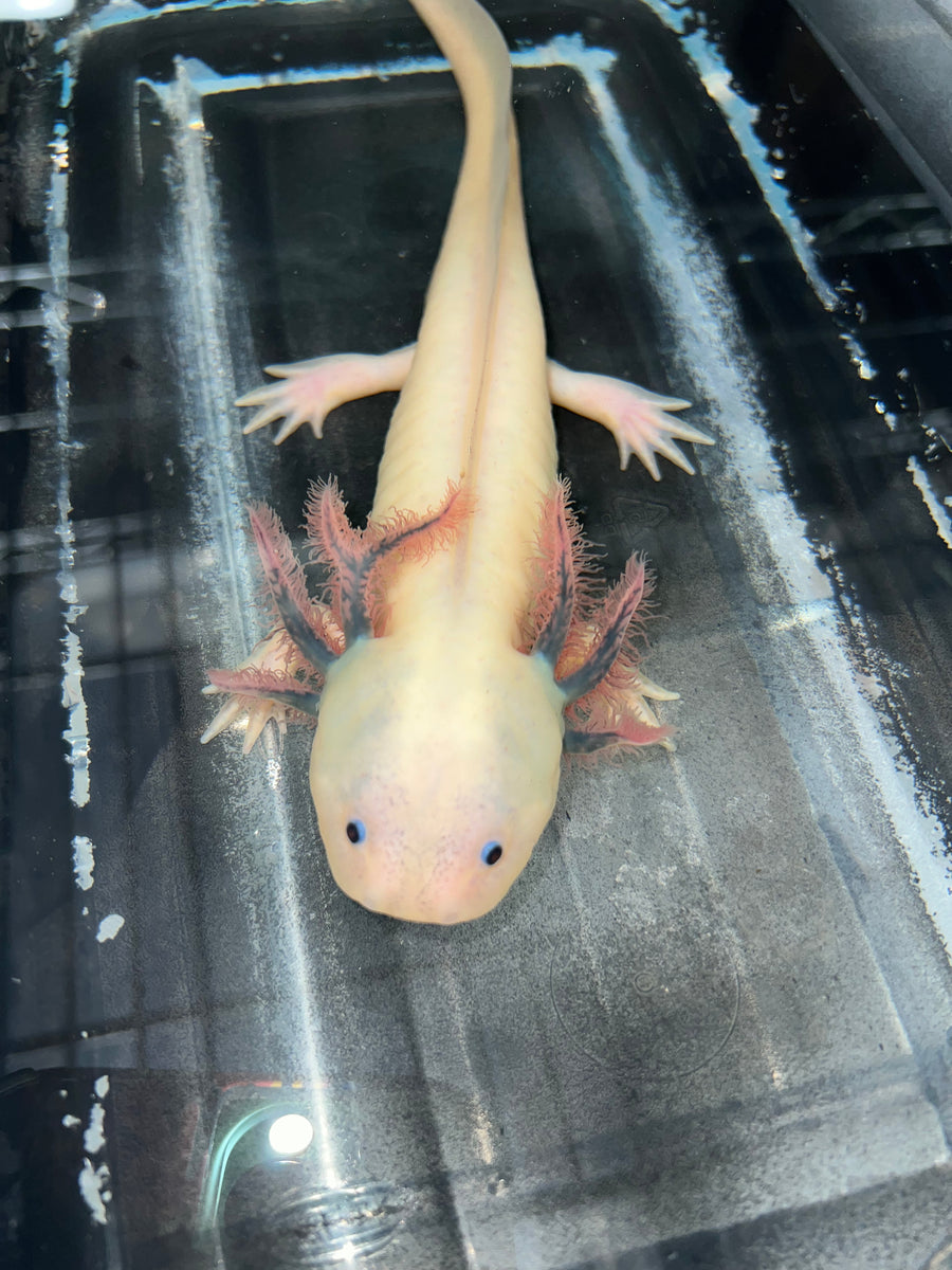 Male Dark Gill Dirty Leucistic - Nina's Axolotl Nursery