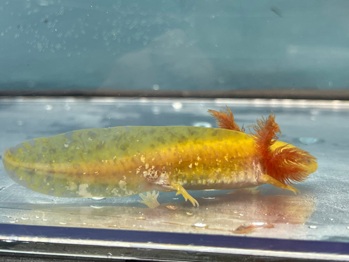 Hypomelanistic Copper Axolotl - Nina's Axolotl Nursery