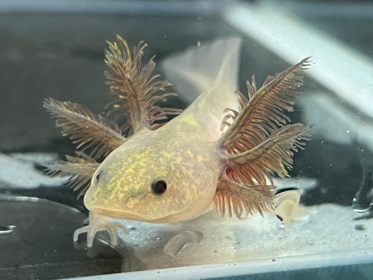 Copper Melanoid Axolotl Juvie - Nina's Axolotl Nursery