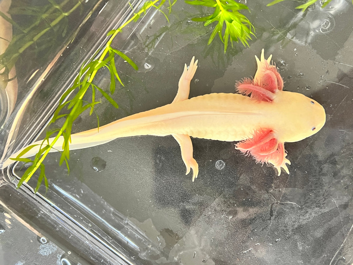 RLG Copper Melanoid Luecistic Axolotl - Nina's Axolotl Nursery