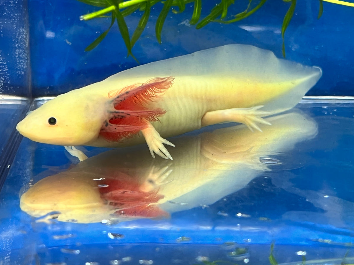 Gfp Melanoid Luecistic Axolotl - Nina's Axolotl Nursery