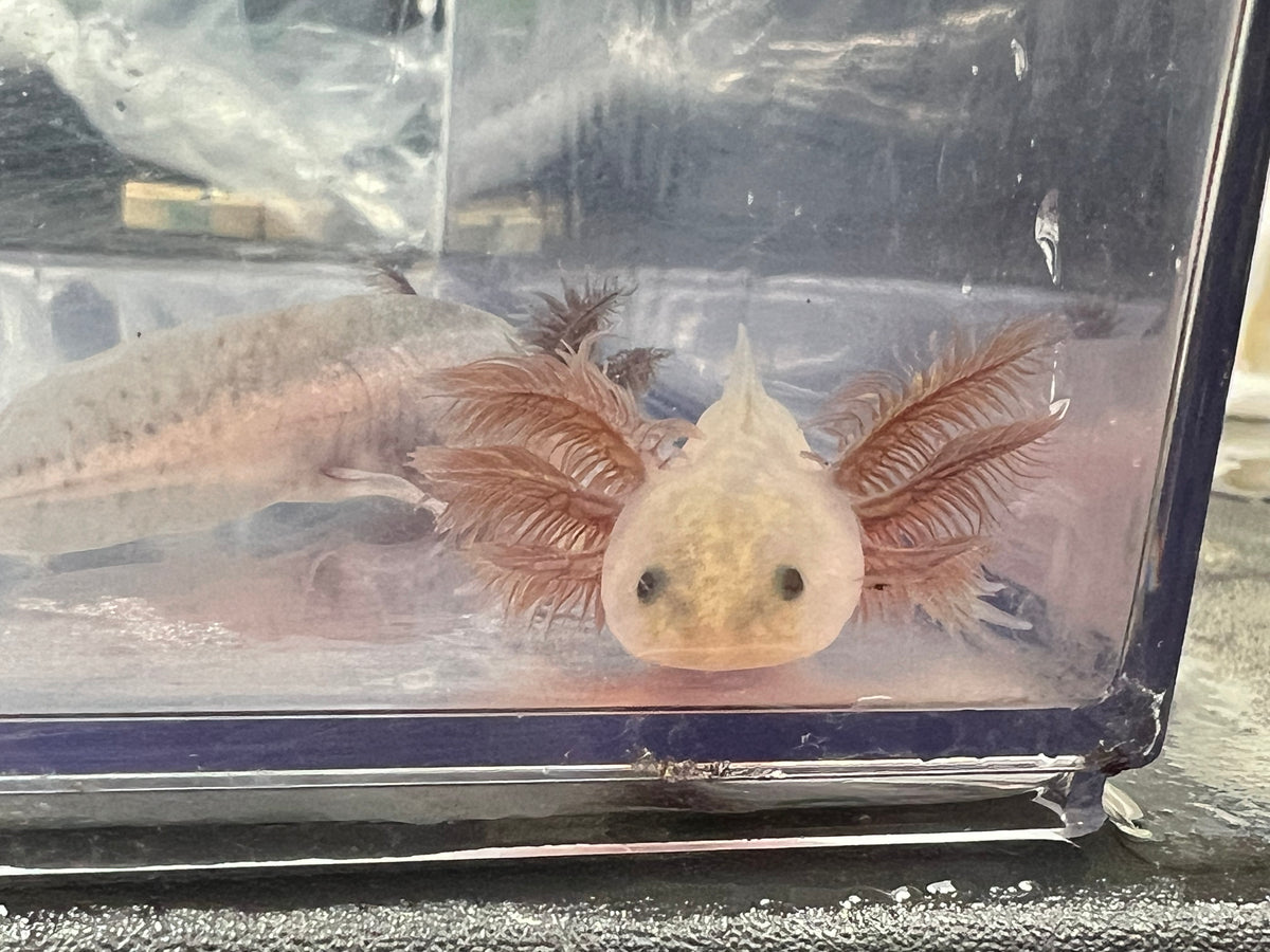 Angel - Nina's Axolotl Nursery
