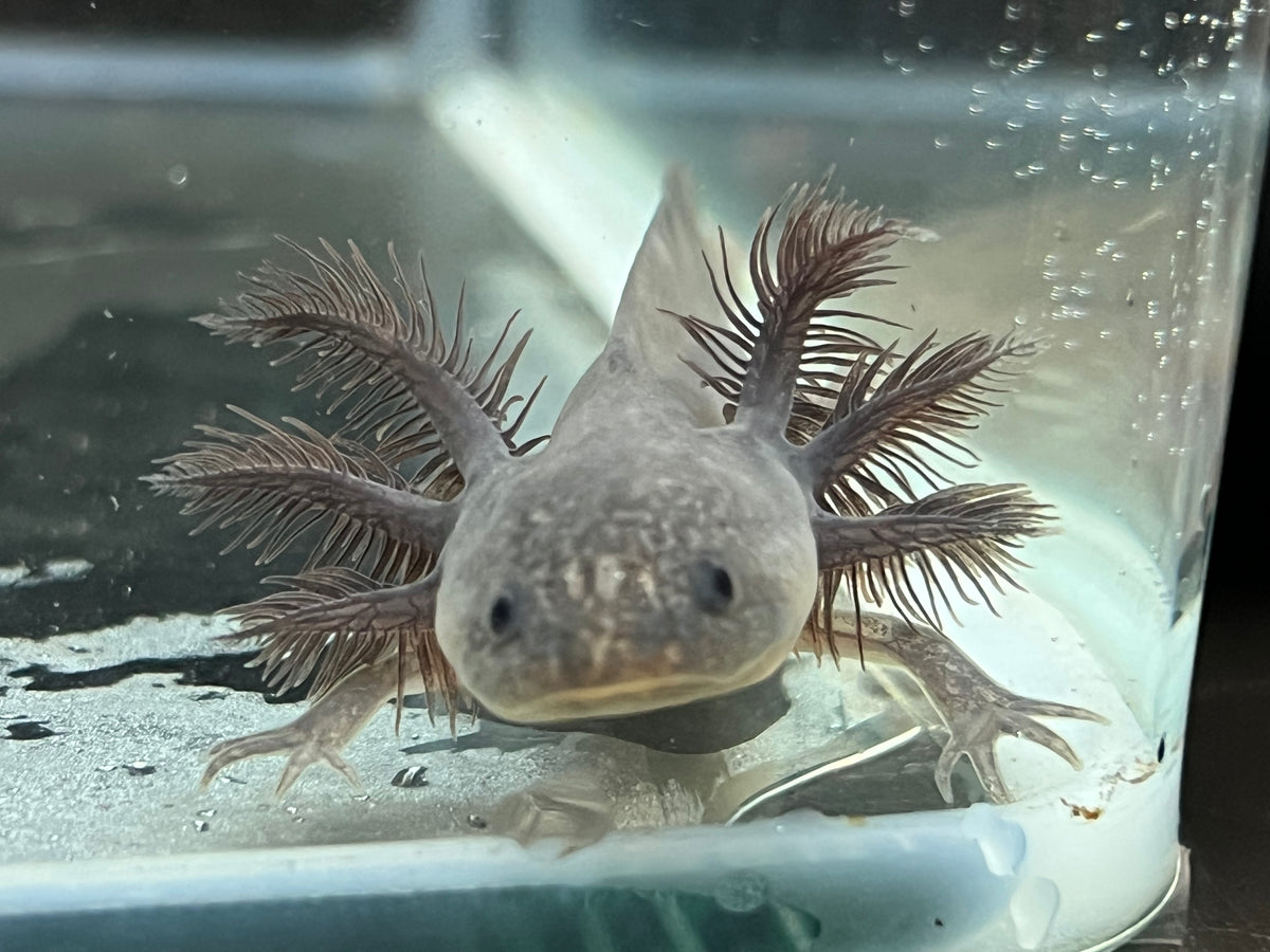 Axanthic Melanoid Axolotl Juvie - Nina's Axolotl Nursery
