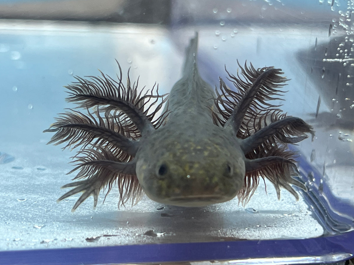 Melanoid Axolotl (dark) - Nina's Axolotl Nursery