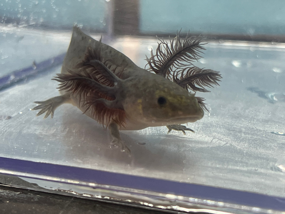 Melanoid Axolotl (dark) - Nina's Axolotl Nursery