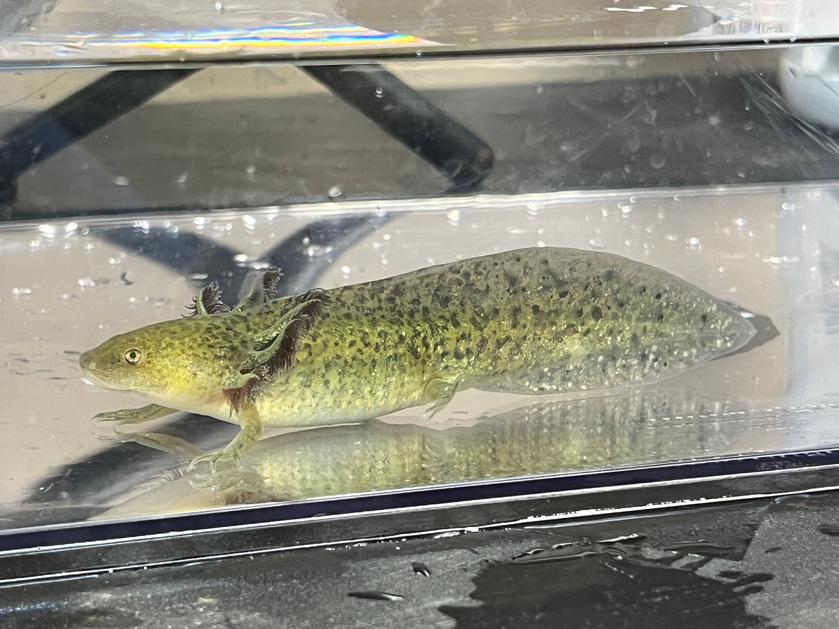 GFP Wild Type Axolotl - Nina's Axolotl Nursery