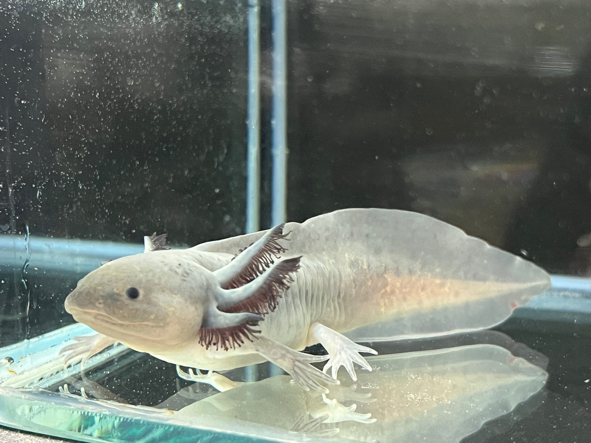 Melanoid Axolotl Juvie - Nina's Axolotl Nursery