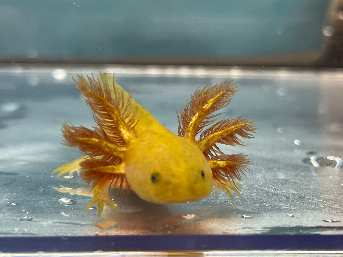 Hypomelanistic Copper Axolotl - Nina's Axolotl Nursery