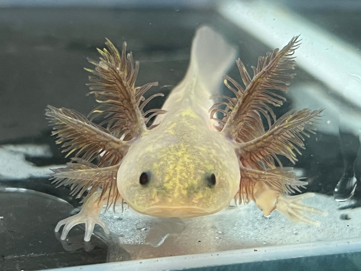 Copper Melanoid Axolotl Juvie - Nina's Axolotl Nursery