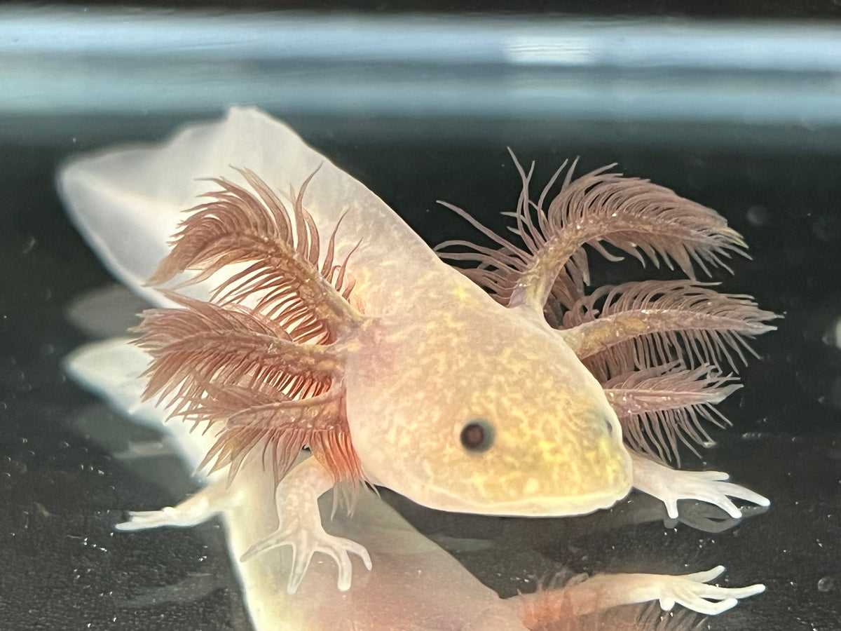 Copper Melanoid Axolotl Juvie - Nina's Axolotl Nursery