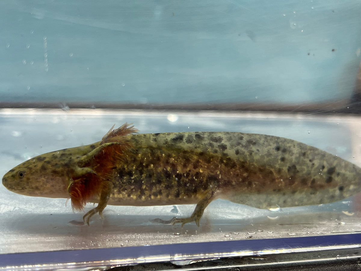 Wild Type Axolotl - Nina's Axolotl Nursery